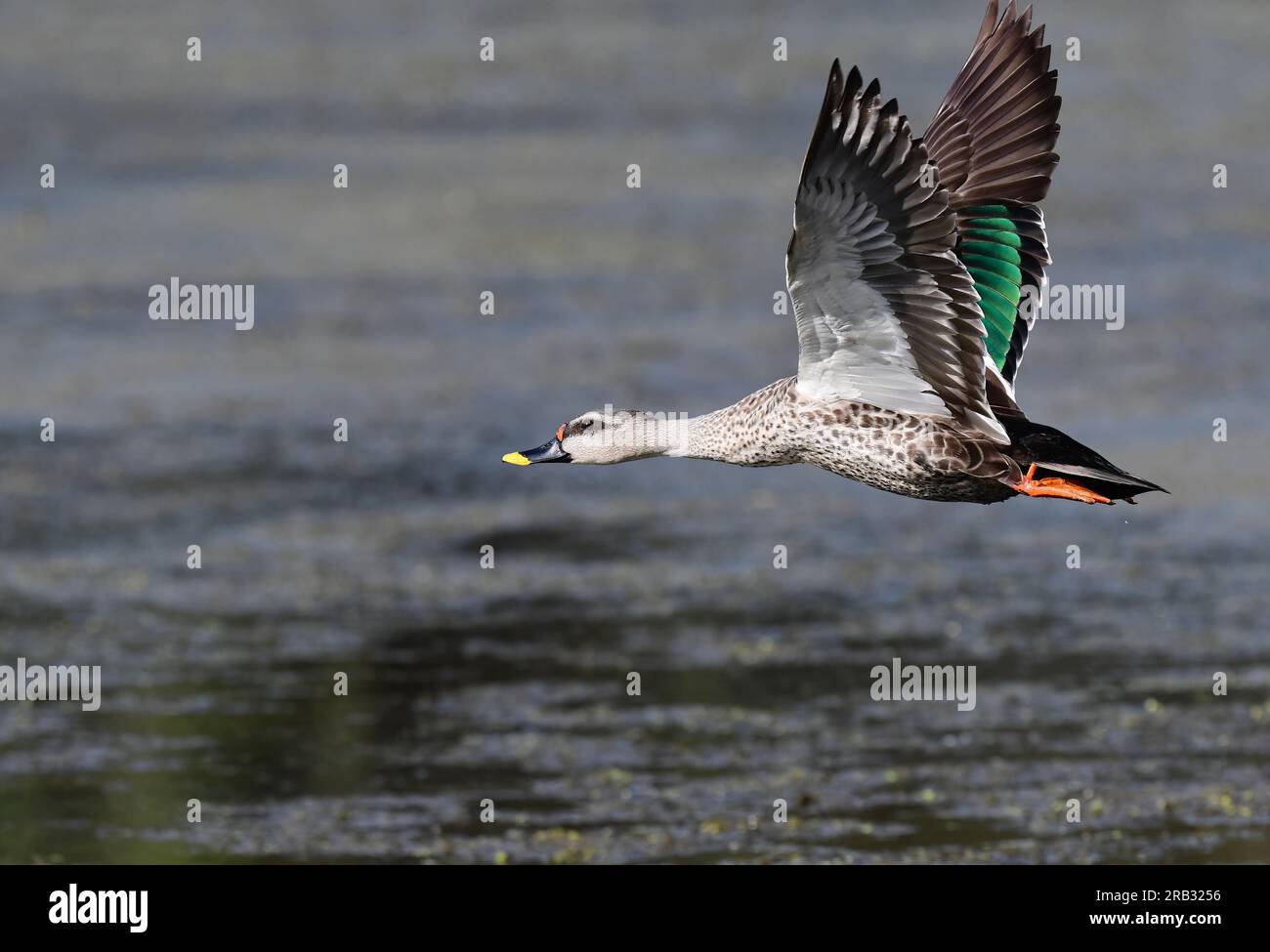 Images of waterfowl in flight poses and settled on water. Includes Spot ...