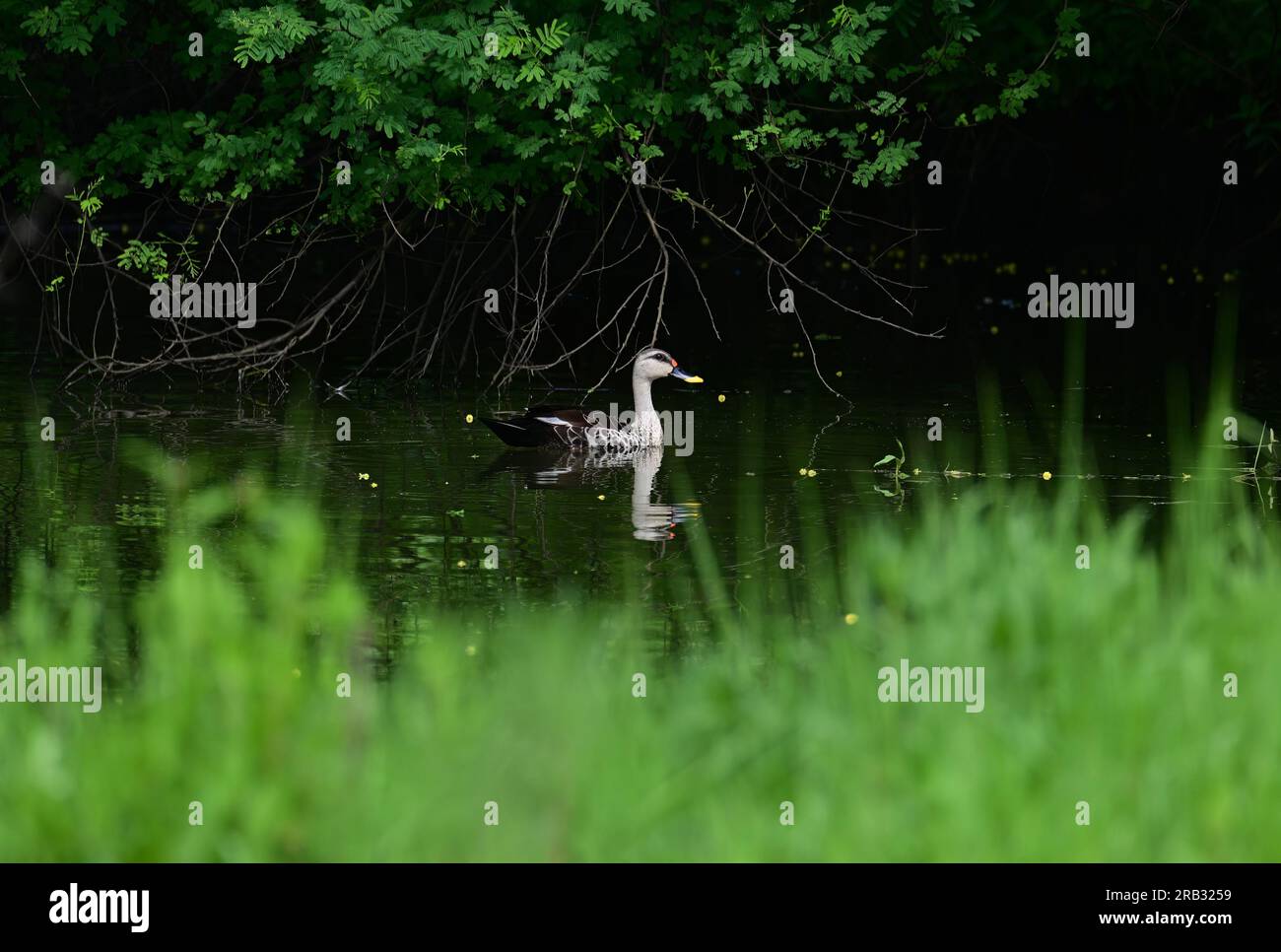 Images of waterfowl in flight poses and settled on water. Includes Spot ...