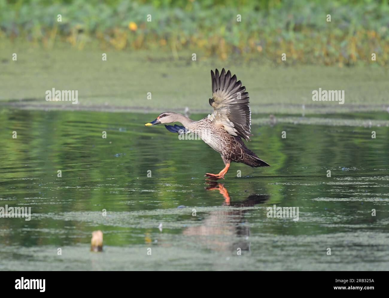 Images of waterfowl in flight poses and settled on water. Includes Spot ...