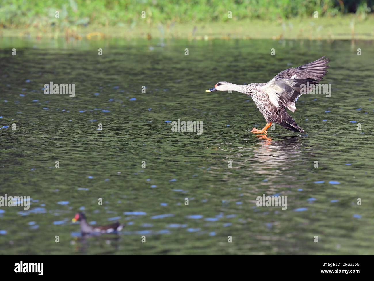 Images of waterfowl in flight poses and settled on water. Includes Spot ...