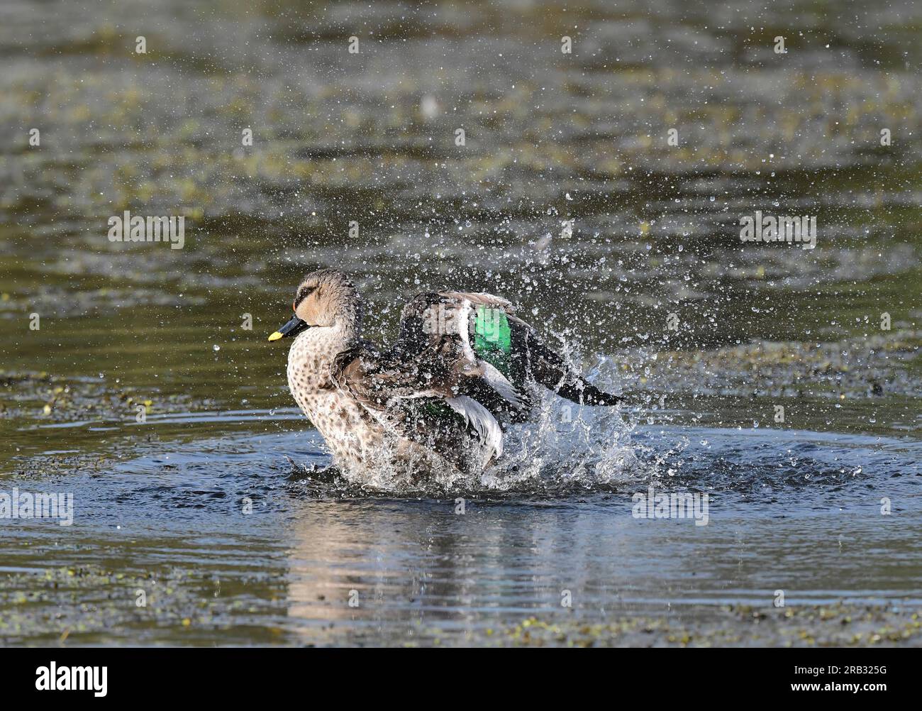 Images of waterfowl in flight poses and settled on water. Includes Spot ...