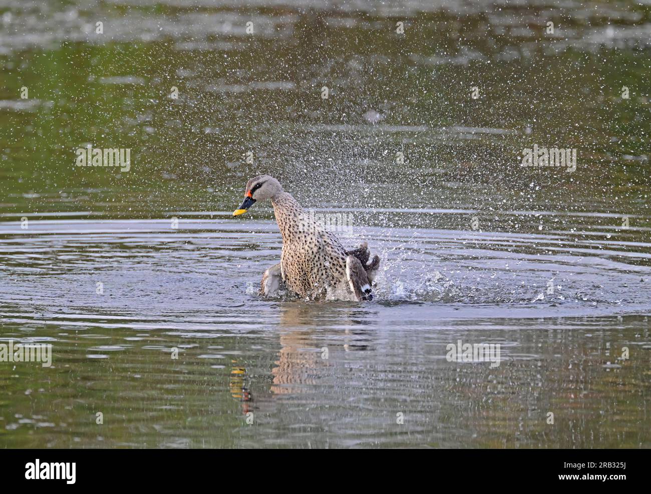 Images of waterfowl in flight poses and settled on water. Includes Spot ...