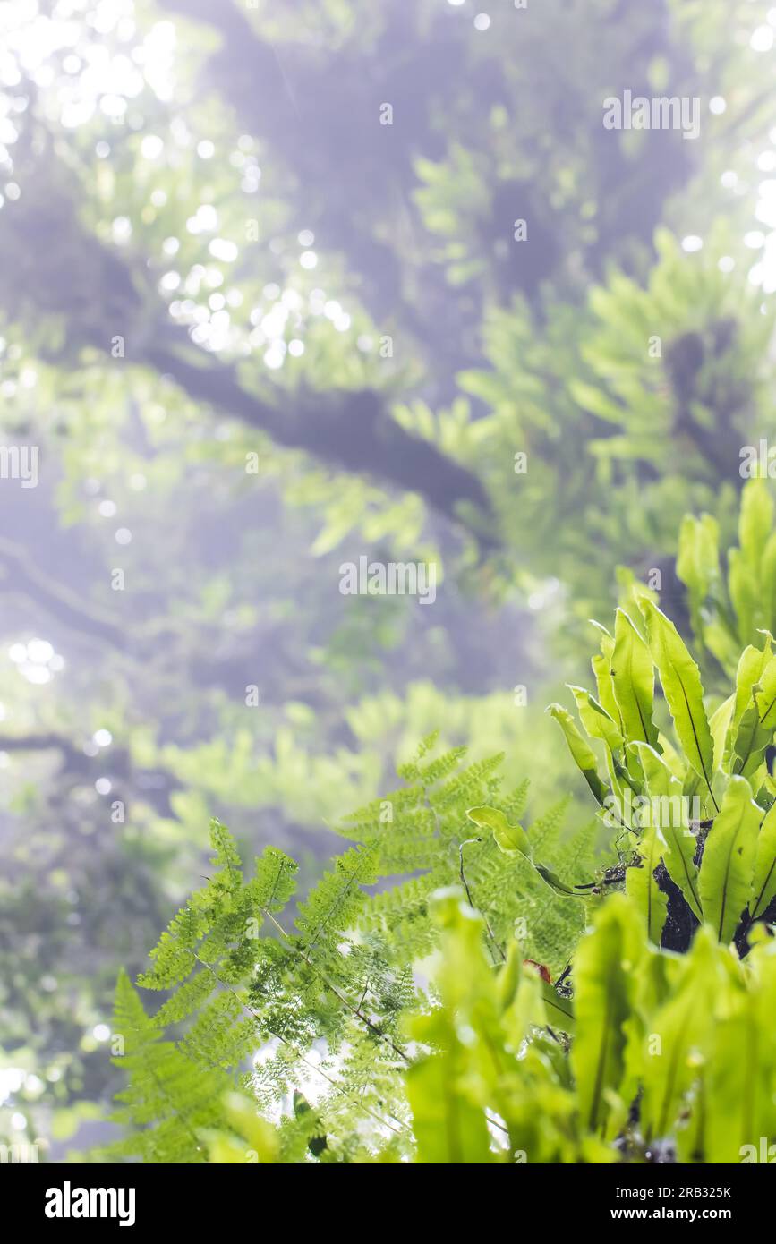 The bottom view of an ancient tree in a Himalayas forest in the rainy ...