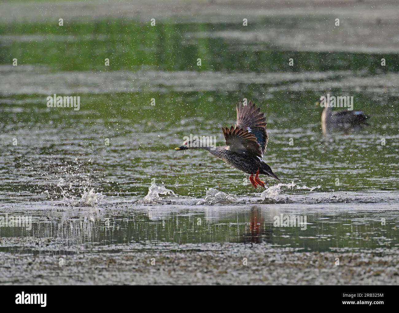 Images of waterfowl in flight poses and settled on water. Includes Spot ...
