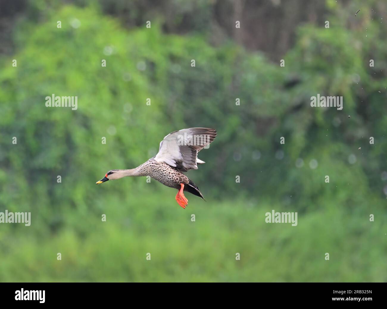 Images of waterfowl in flight poses and settled on water. Includes Spot ...