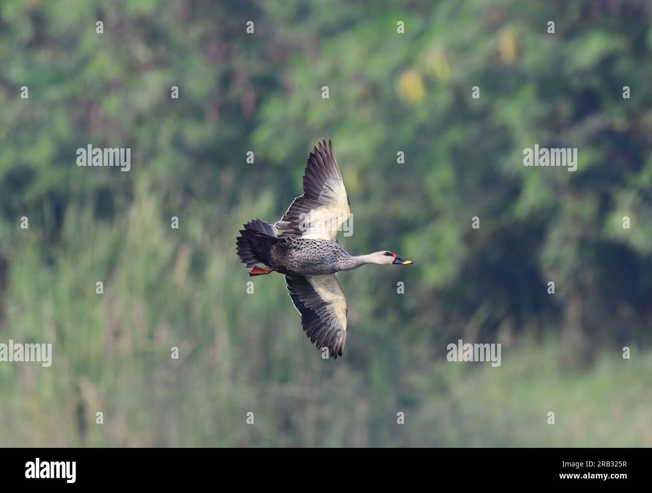 Images of waterfowl in flight poses and settled on water. Includes Spot ...