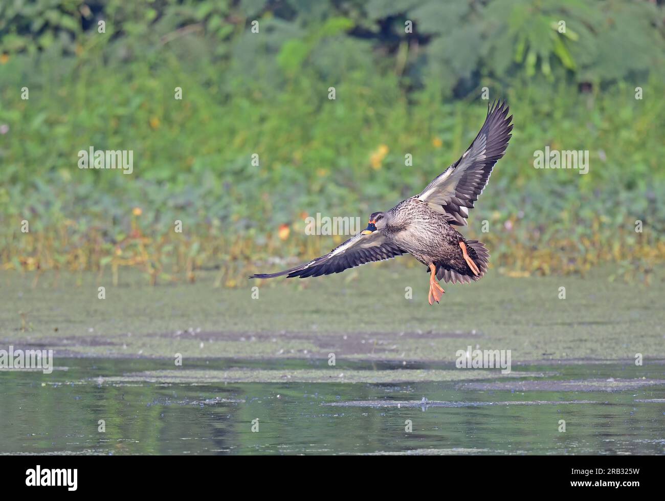 Images of waterfowl in flight poses and settled on water. Includes Spot ...