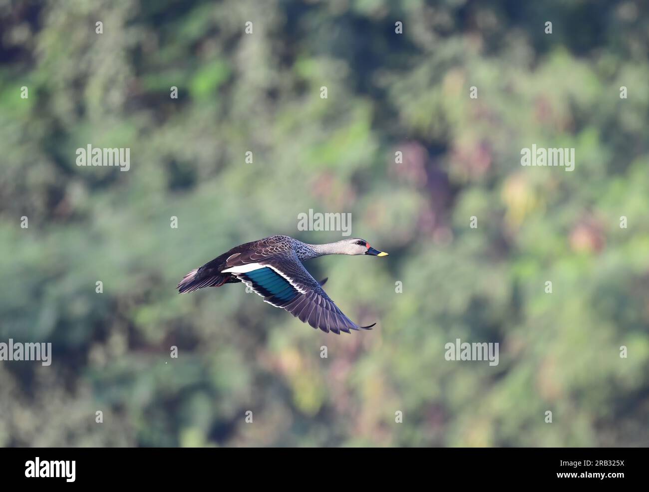 Images of waterfowl in flight poses and settled on water. Includes Spot ...