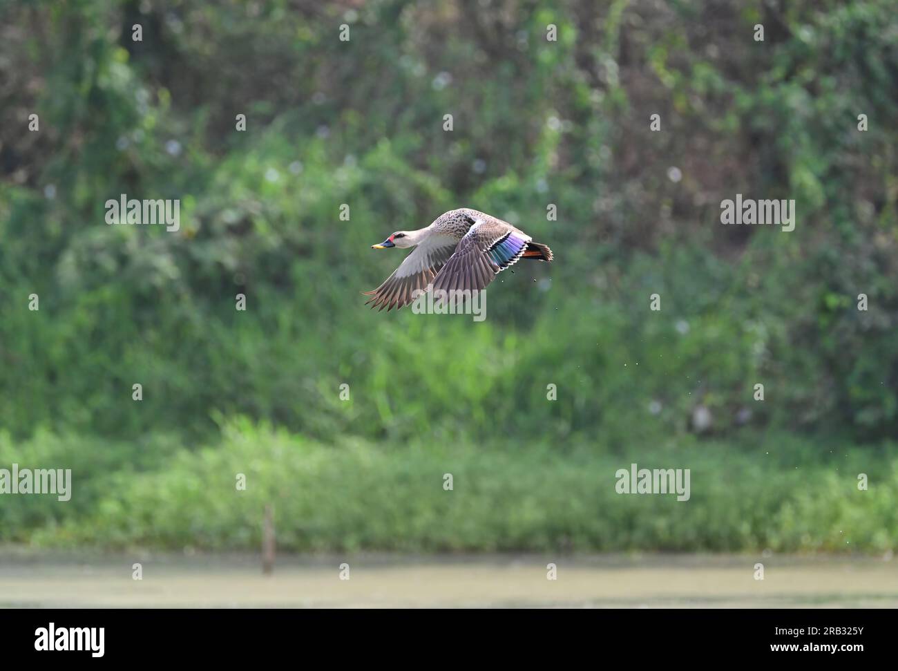 Images of waterfowl in flight poses and settled on water. Includes Spot ...