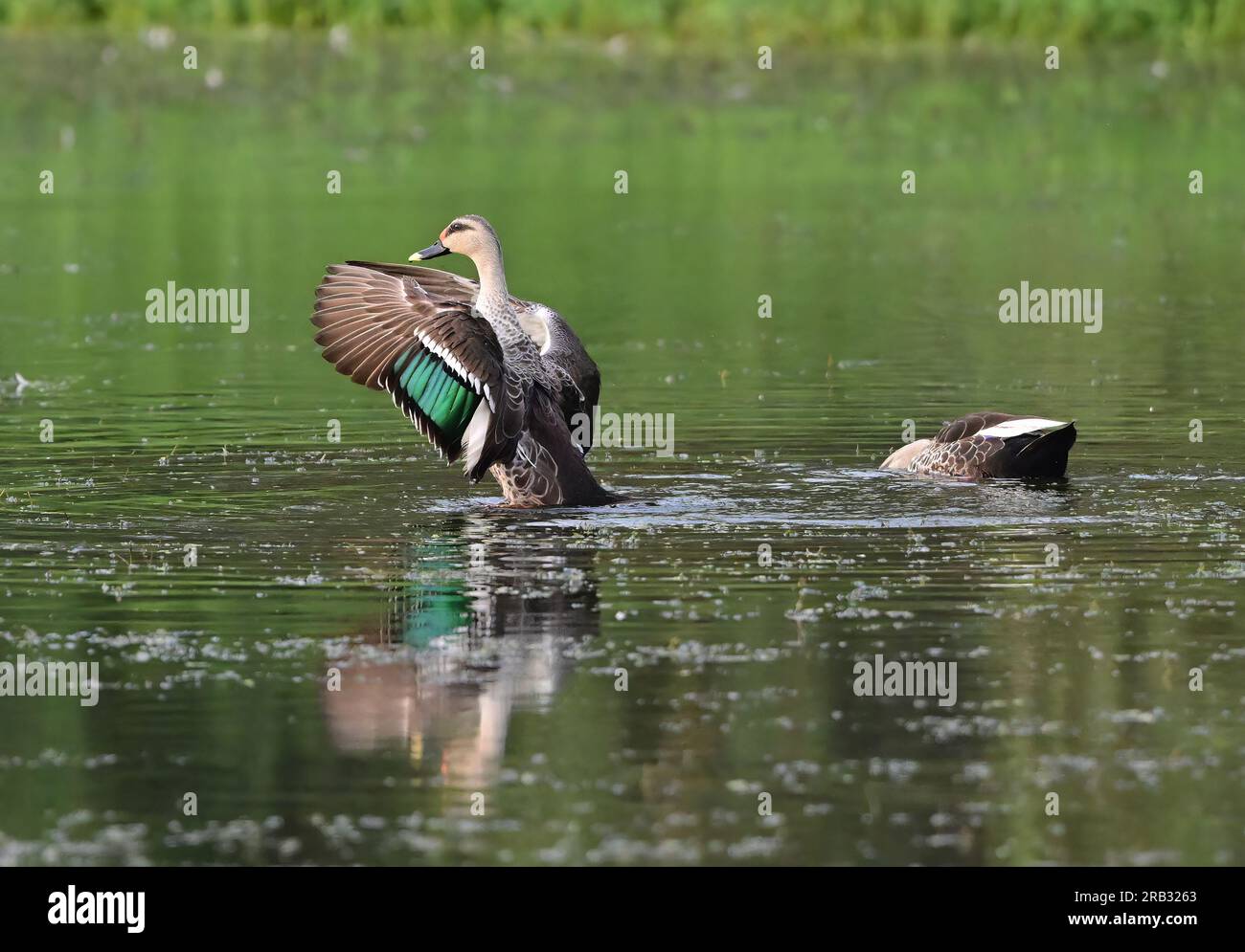 Images of waterfowl in flight poses and settled on water. Includes Spot ...