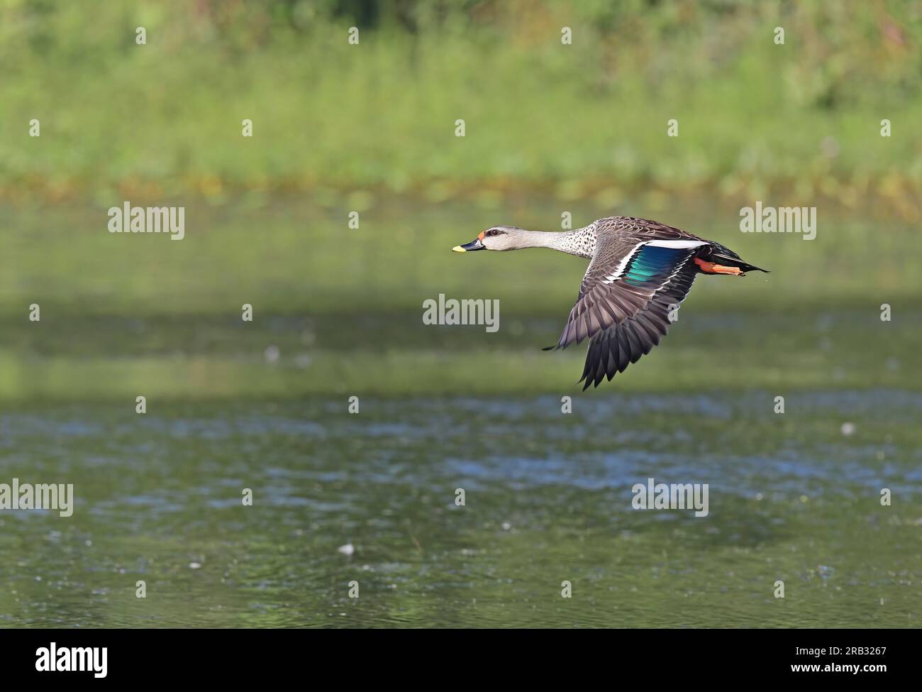 Images of waterfowl in flight poses and settled on water. Includes Spot ...