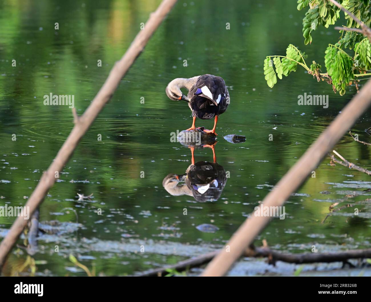 Images of waterfowl in flight poses and settled on water. Includes Spot ...