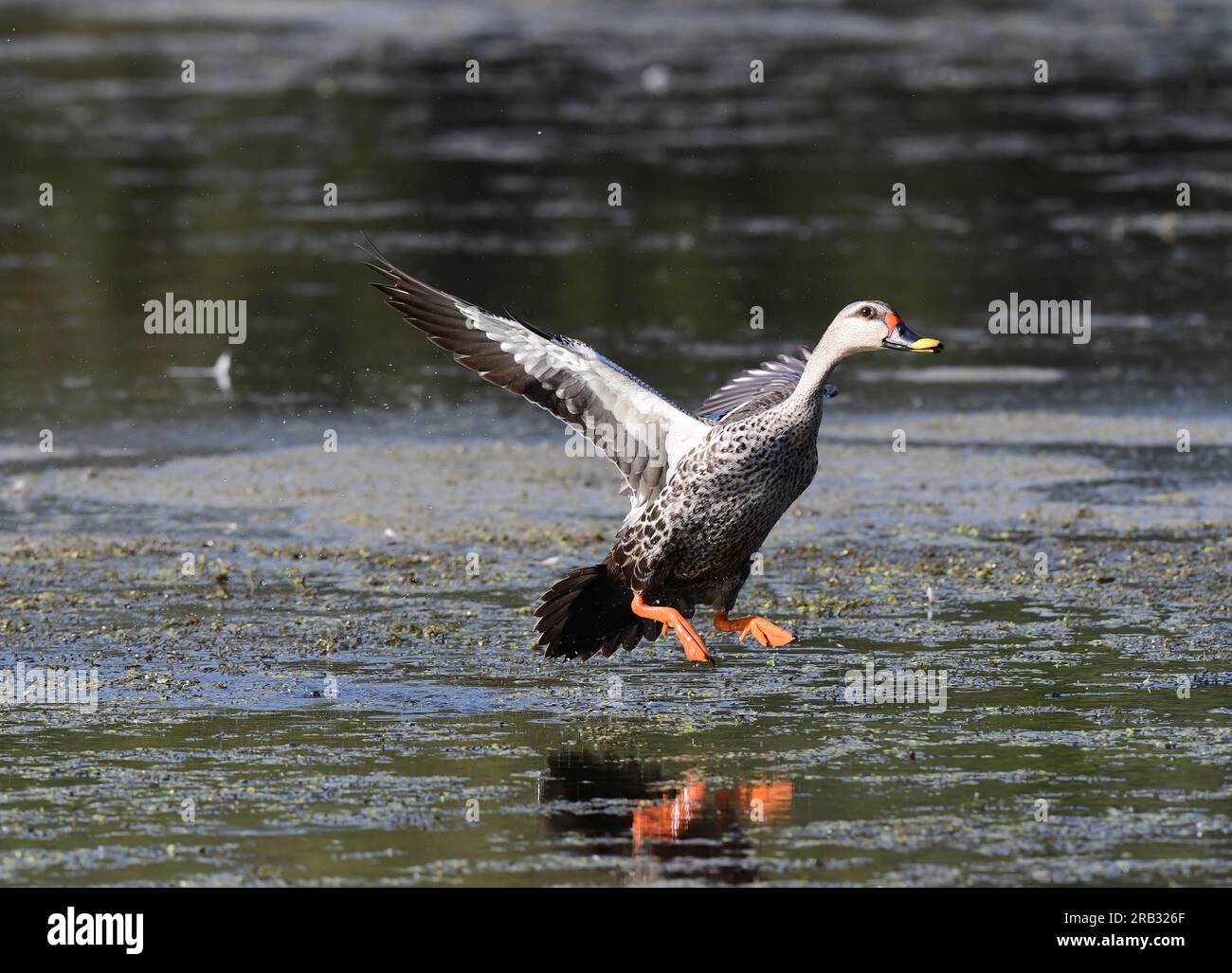 Waterfowl in flight hi-res stock photography and images - Alamy