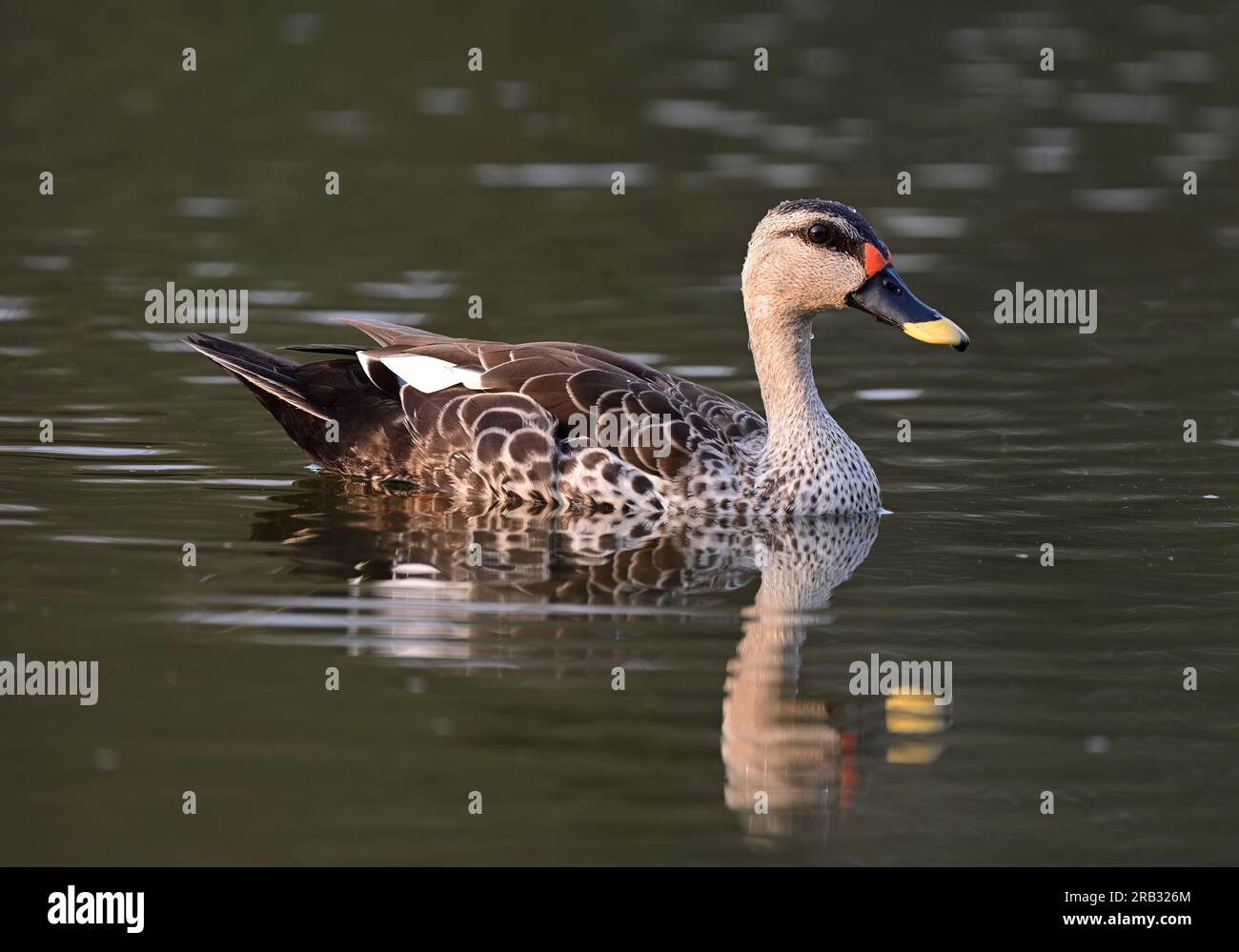 Images of waterfowl in flight poses and settled on water. Includes Spot ...