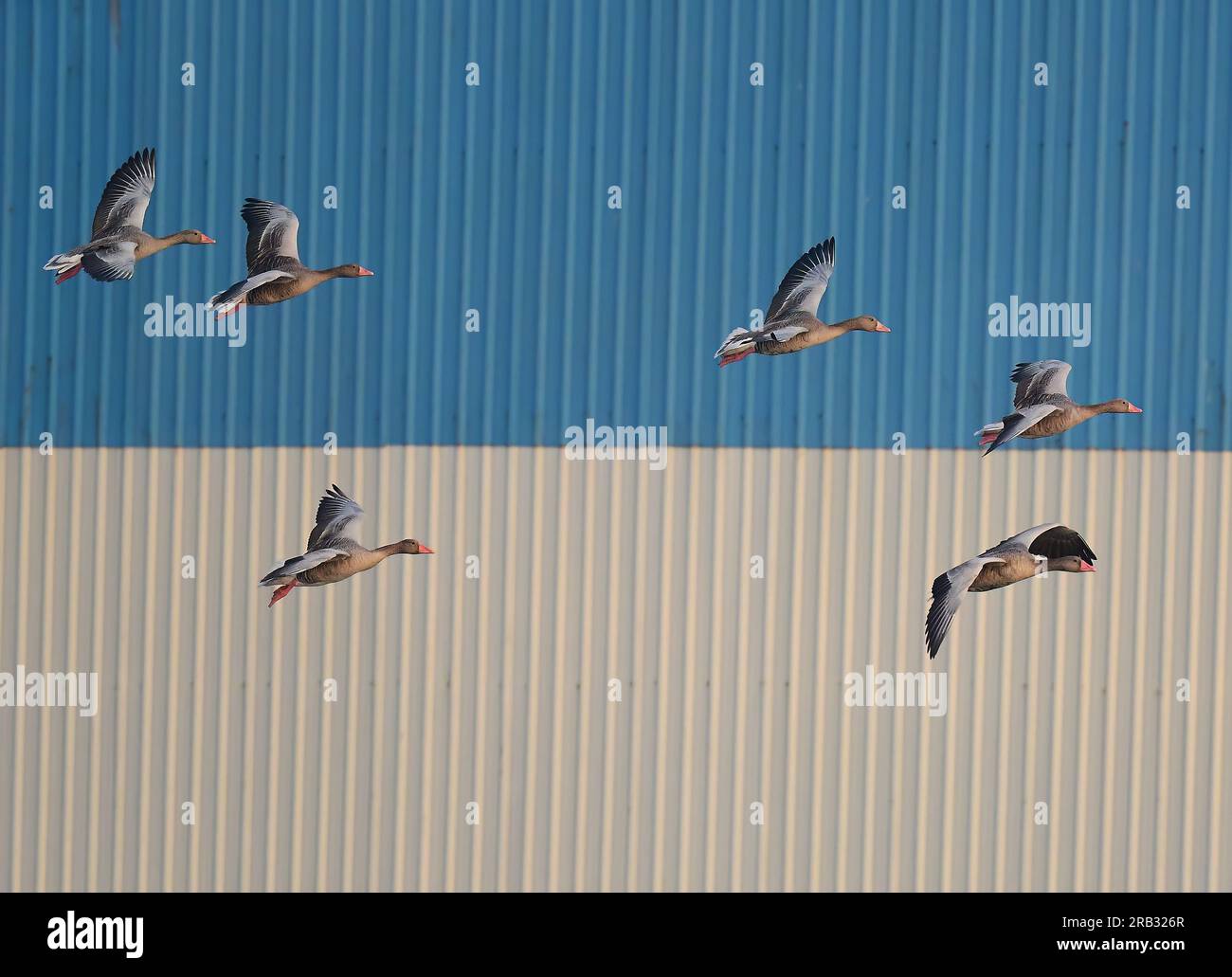 Images of waterfowl in flight poses and settled on water. Includes Spot ...