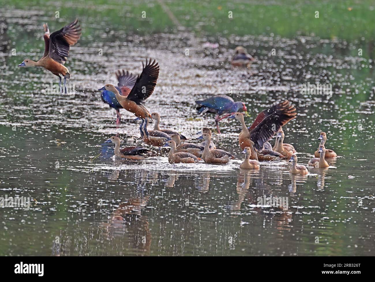 Images of waterfowl in flight poses and settled on water. Includes Spot ...