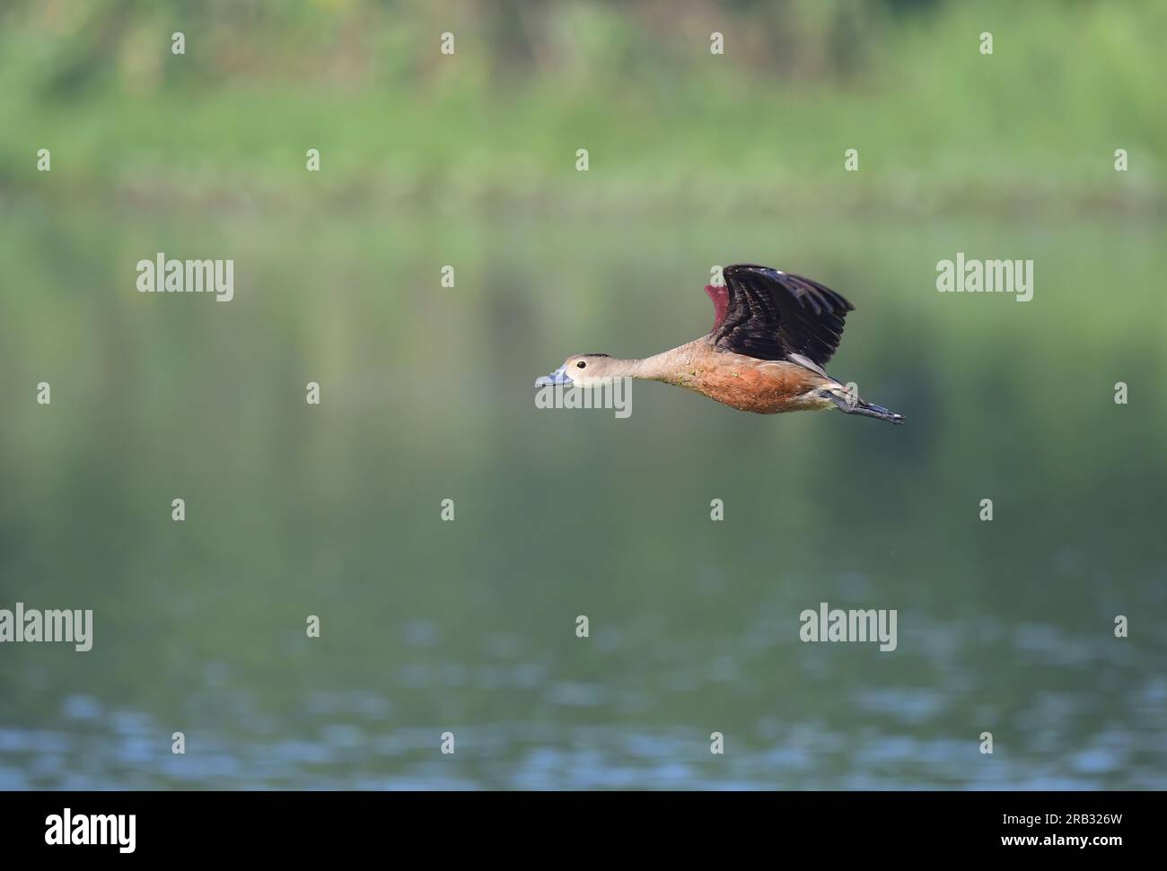 Images of waterfowl in flight poses and settled on water. Includes Spot ...