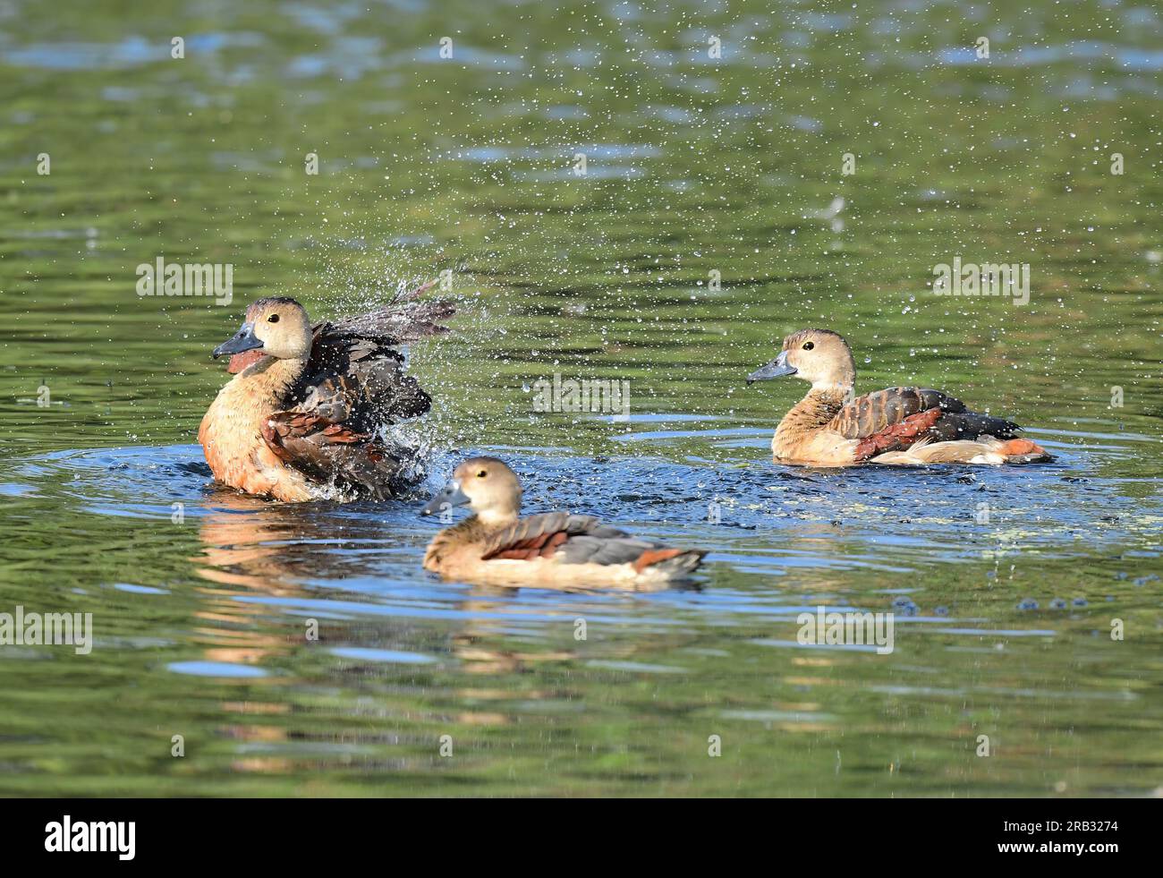 Images of waterfowl in flight poses and settled on water. Includes Spot ...