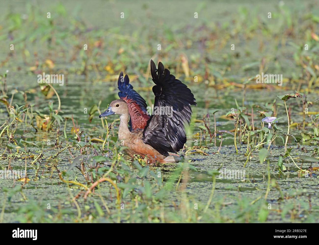 Images of waterfowl in flight poses and settled on water. Includes Spot ...