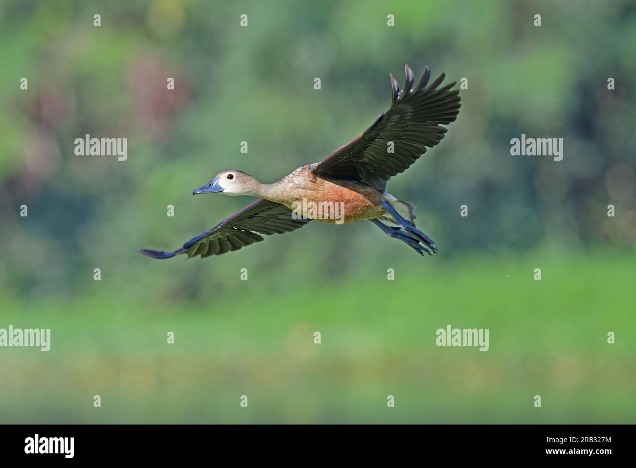 Images of waterfowl in flight poses and settled on water. Includes Spot ...