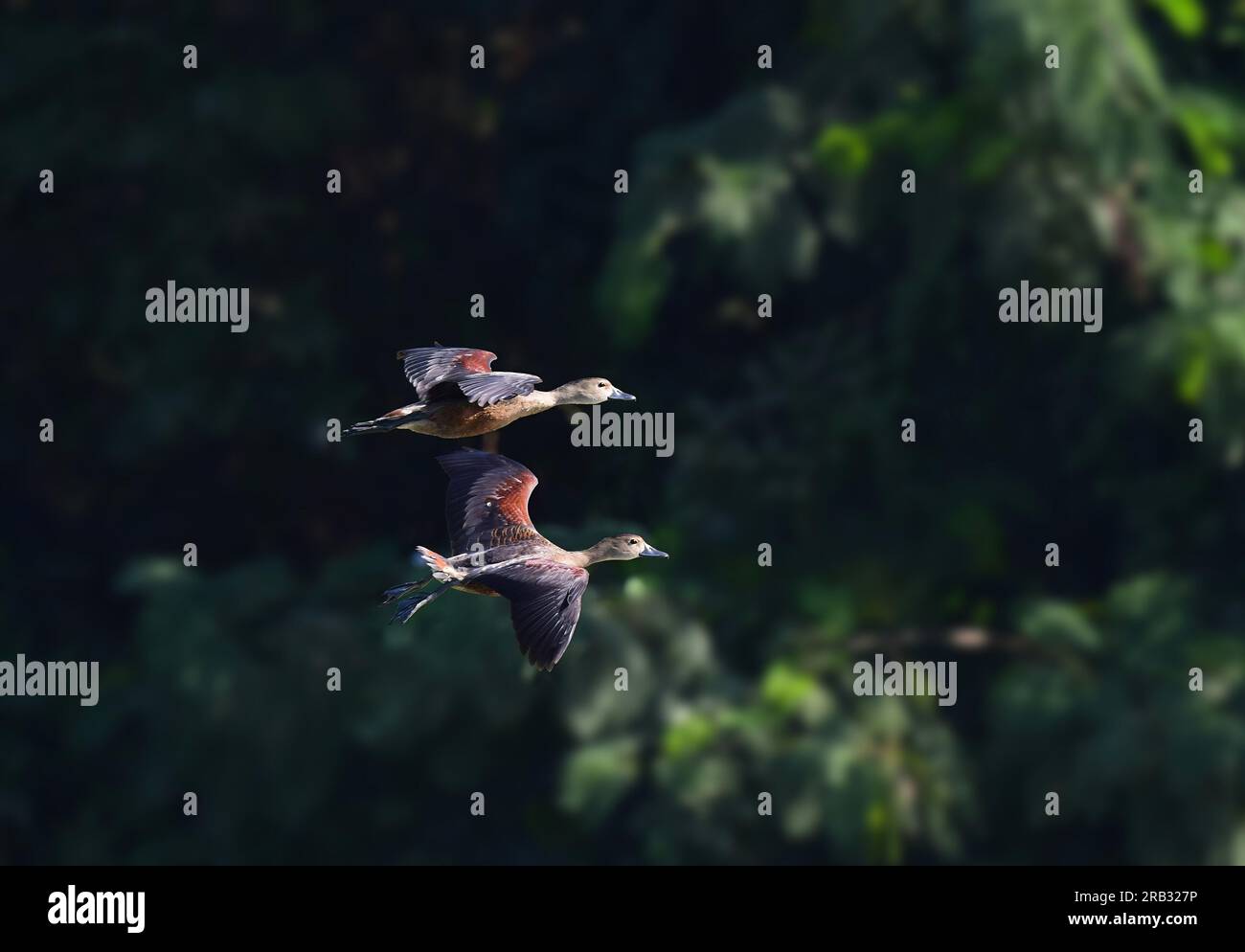 Images of waterfowl in flight poses and settled on water. Includes Spot ...