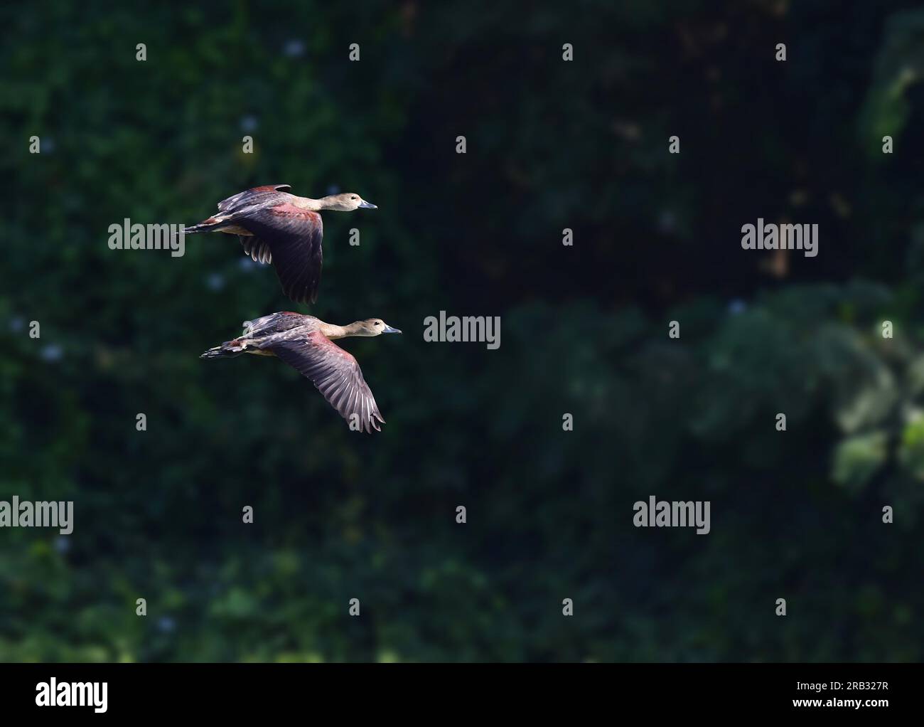 Images of waterfowl in flight poses and settled on water. Includes Spot ...