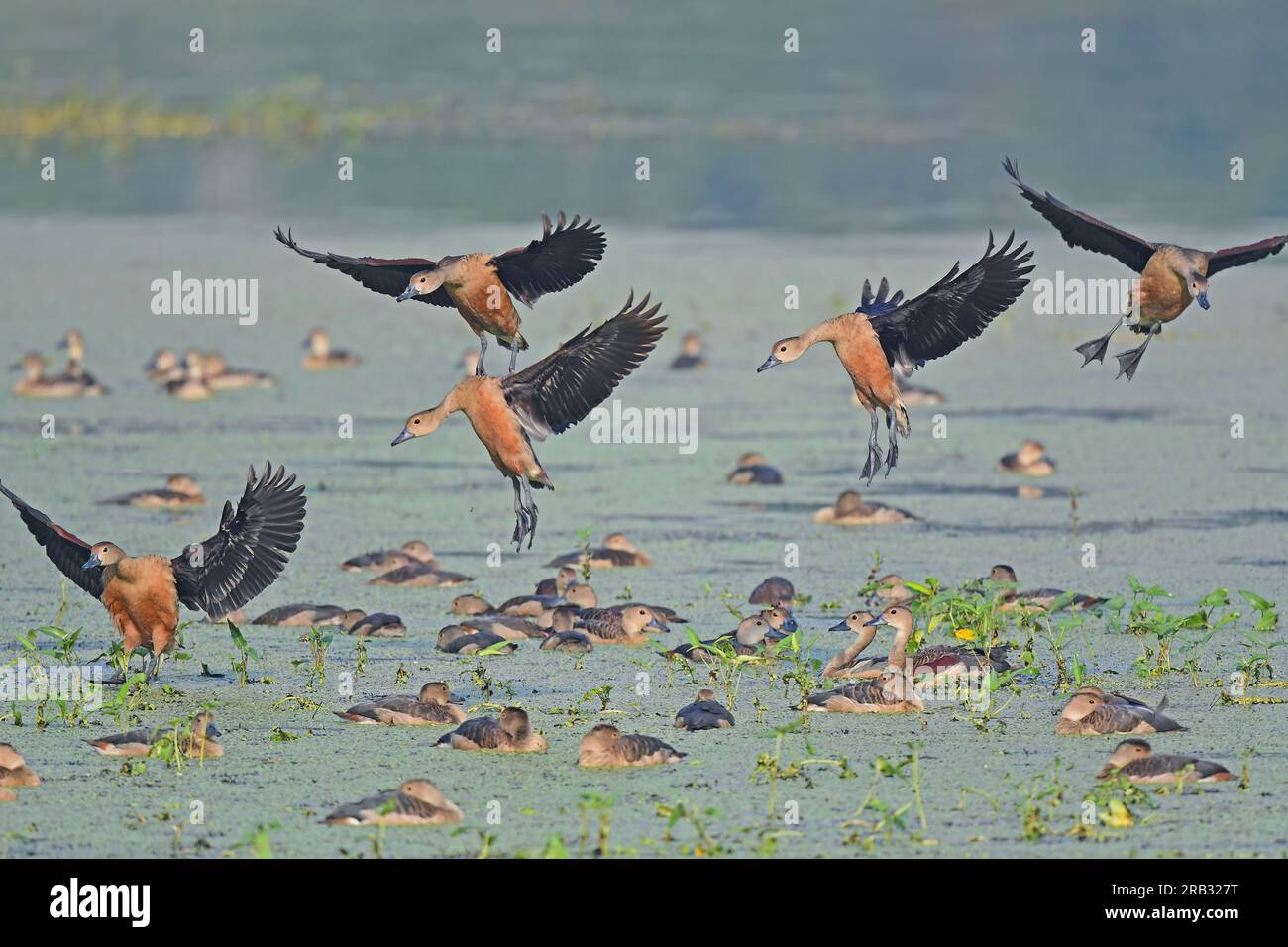 Images of waterfowl in flight poses and settled on water. Includes Spot ...