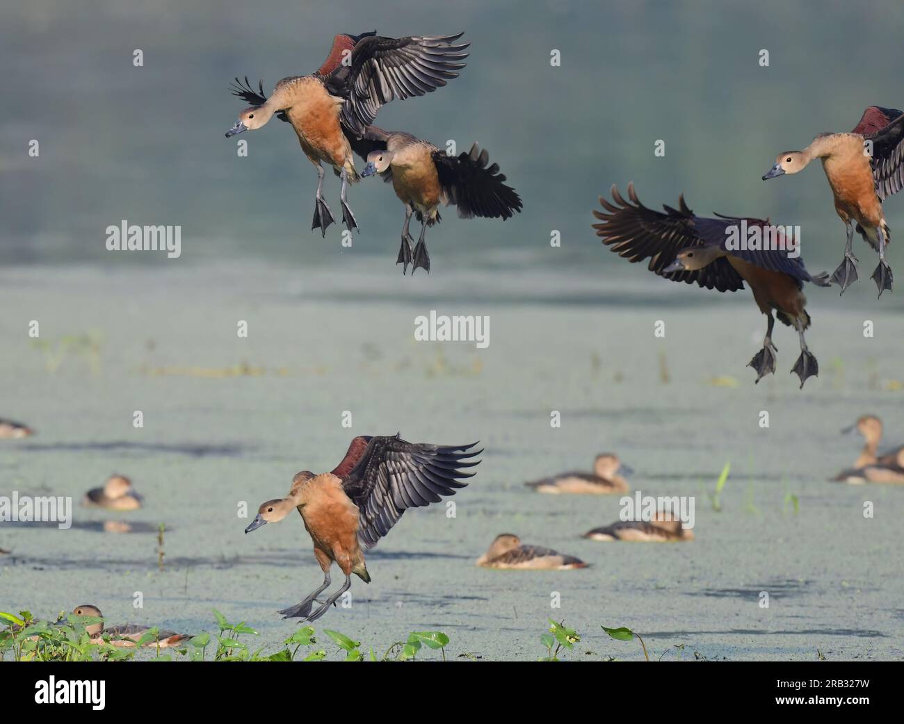 Images of waterfowl in flight poses and settled on water. Includes Spot ...