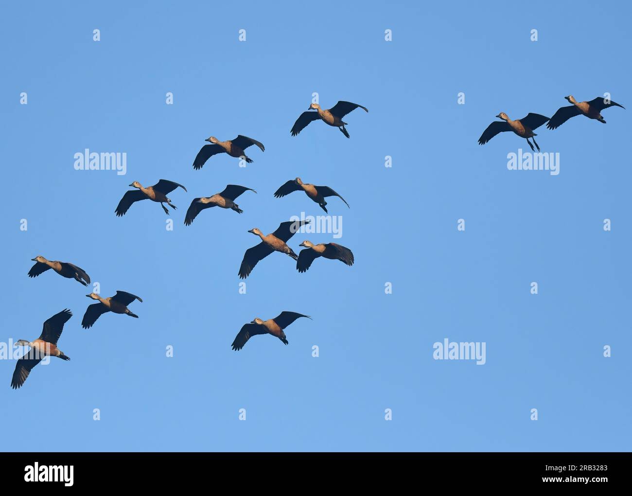 Images of waterfowl in flight poses and settled on water. Includes Spot ...