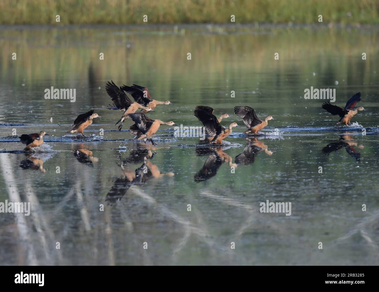 Images of waterfowl in flight poses and settled on water. Includes Spot ...