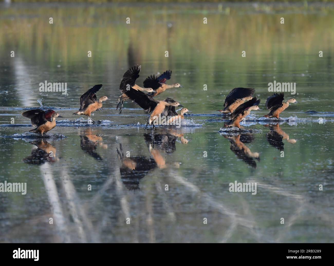 Images of waterfowl in flight poses and settled on water. Includes Spot ...