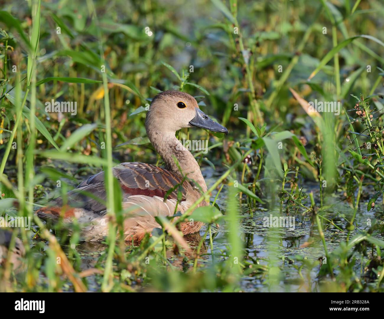 Images of waterfowl in flight poses and settled on water. Includes Spot ...