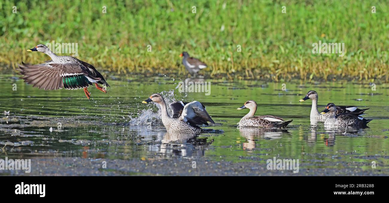 Images of waterfowl in flight poses and settled on water. Includes Spot ...