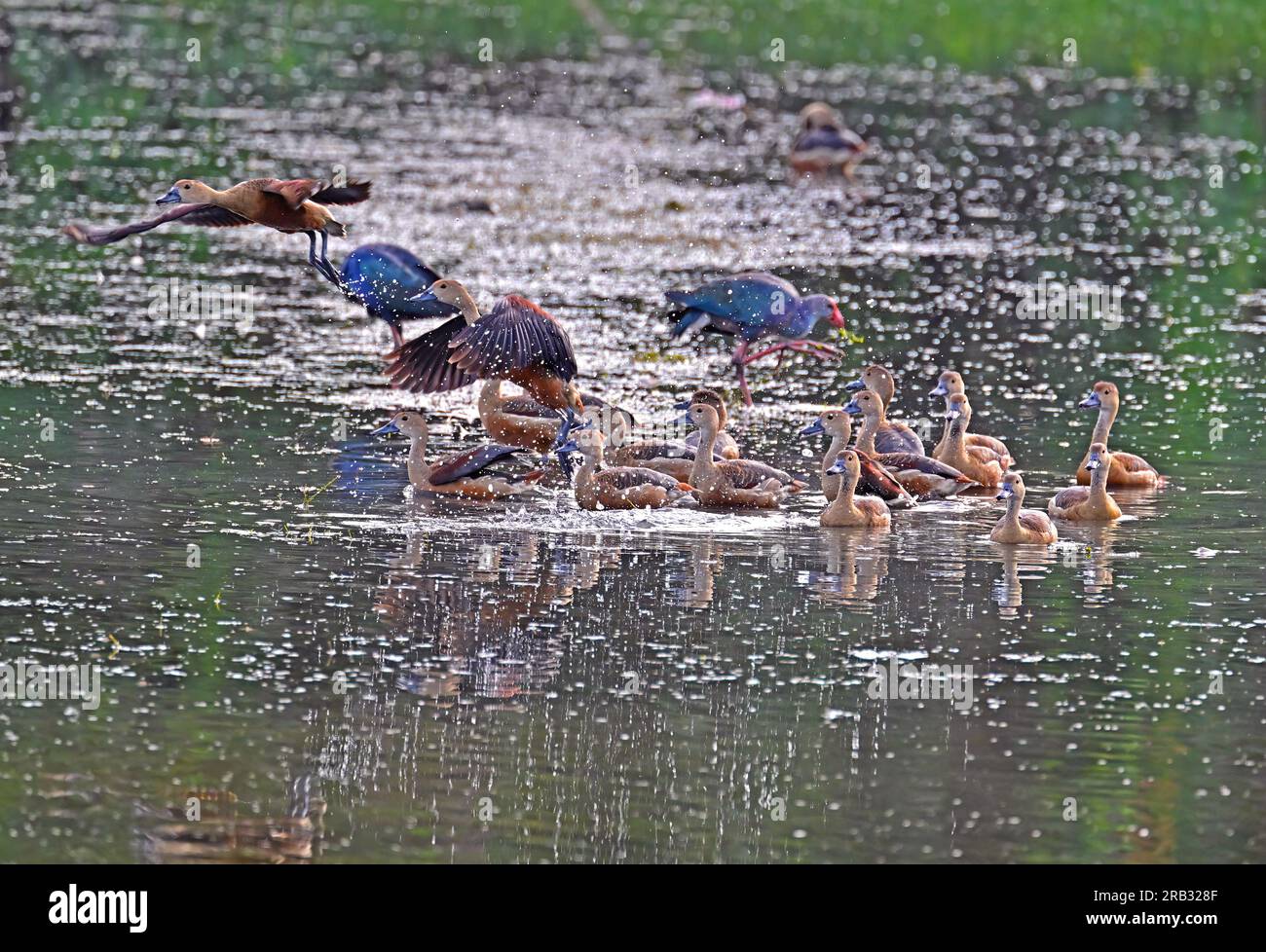 Images of waterfowl in flight poses and settled on water. Includes Spot ...