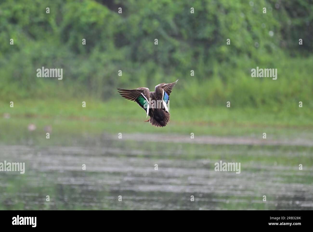 Images of waterfowl in flight poses and settled on water. Includes Spot ...