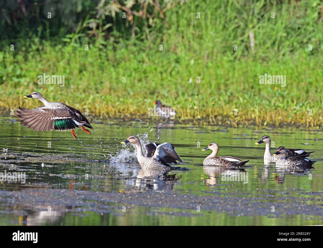 Images of waterfowl in flight poses and settled on water. Includes Spot ...