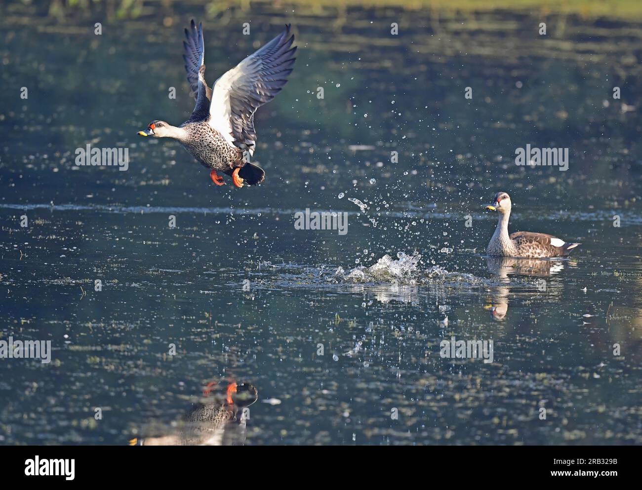 Images of waterfowl in flight poses and settled on water. Includes Spot ...