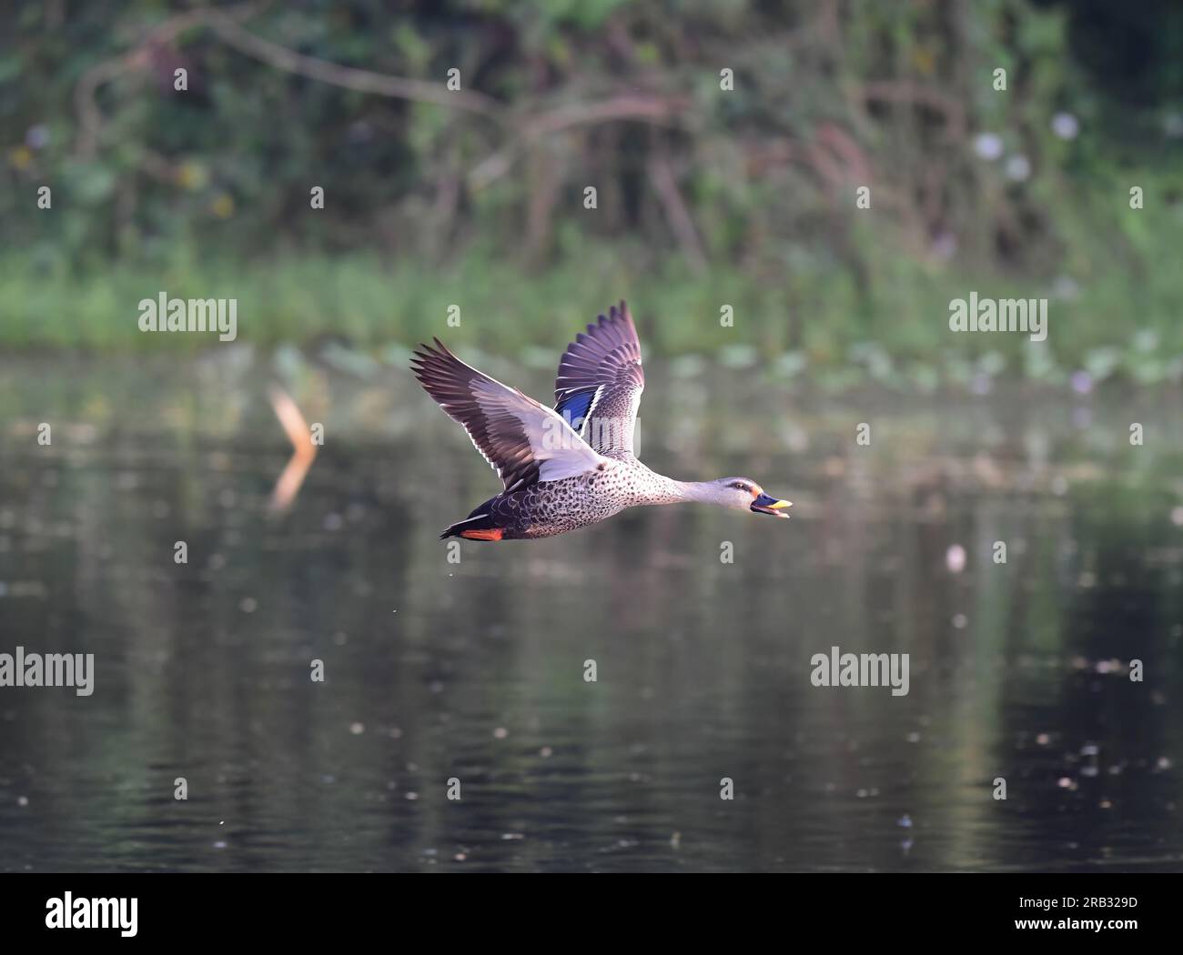Images of waterfowl in flight poses and settled on water. Includes Spot ...