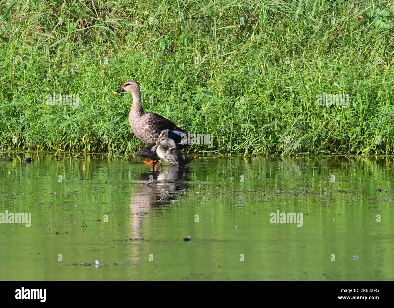 Images of waterfowl in flight poses and settled on water. Includes Spot ...