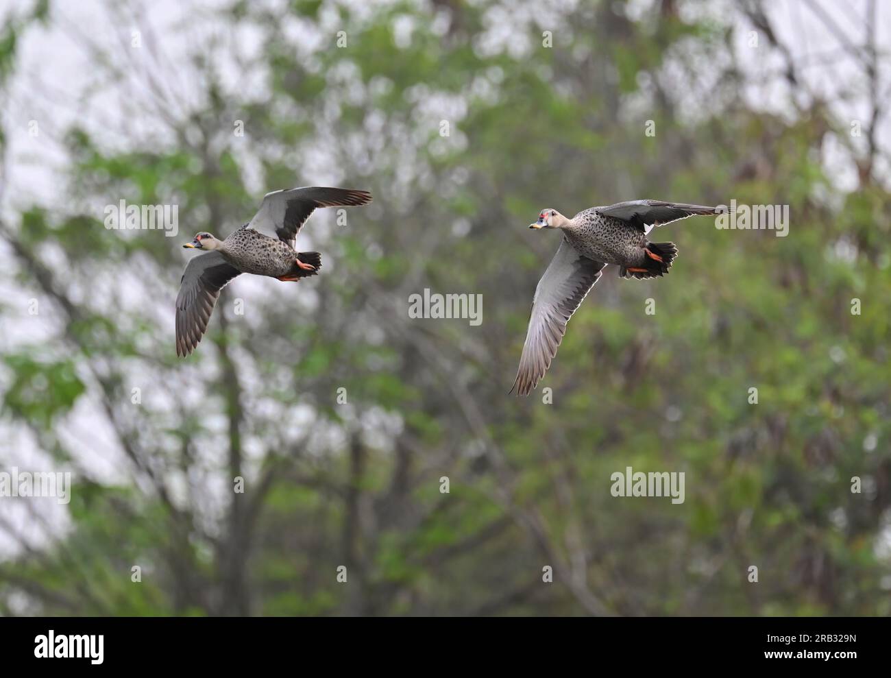 Images of waterfowl in flight poses and settled on water. Includes Spot ...