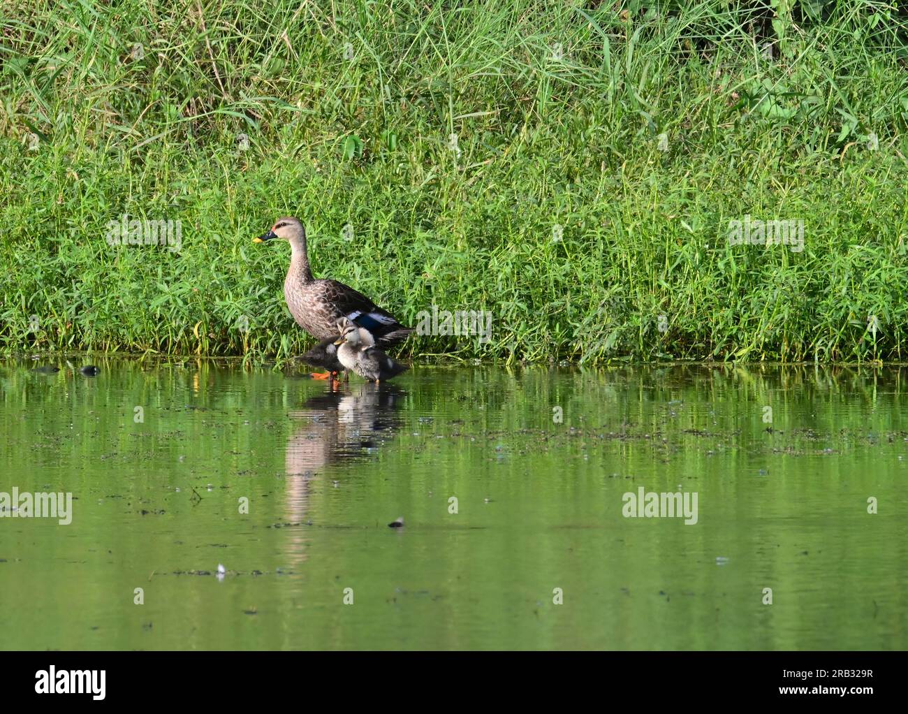 Images of waterfowl in flight poses and settled on water. Includes Spot ...