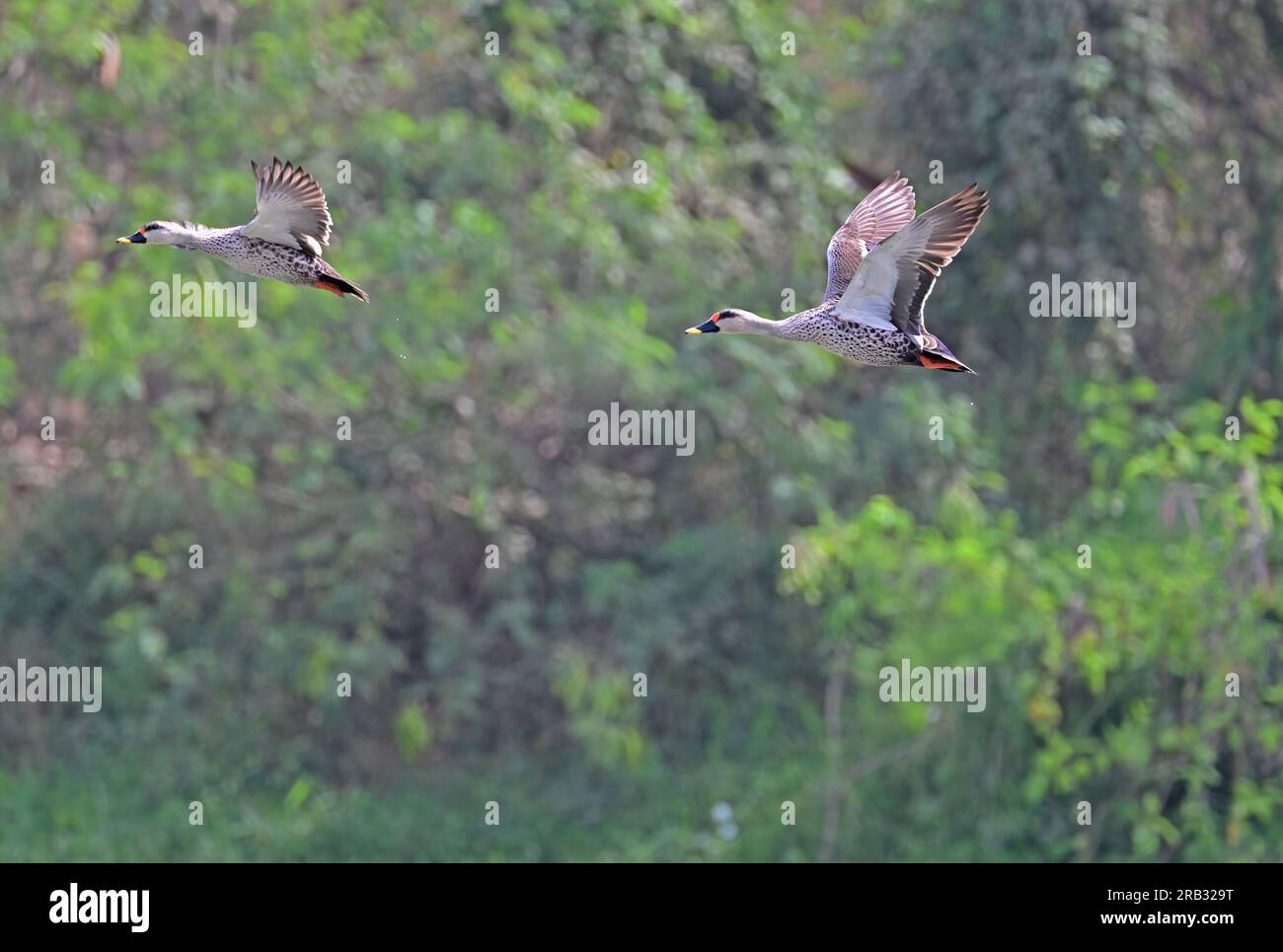 Images of waterfowl in flight poses and settled on water. Includes Spot ...