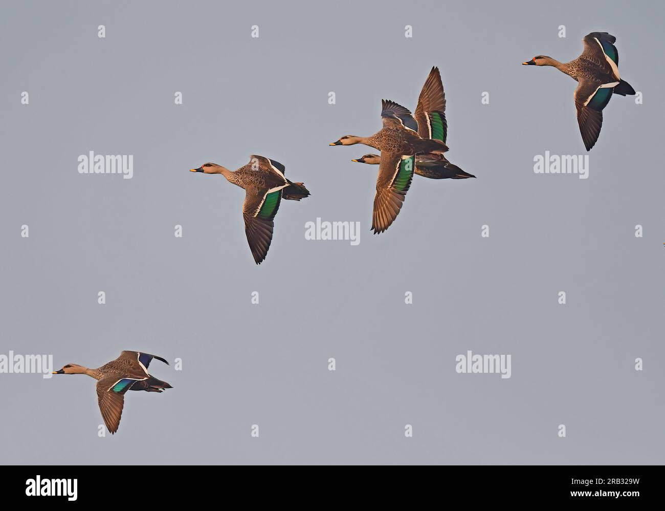 Images of waterfowl in flight poses and settled on water. Includes Spot ...