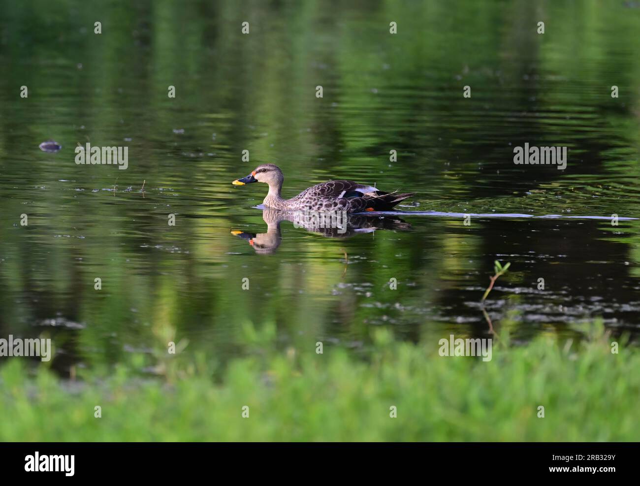 Images of waterfowl in flight poses and settled on water. Includes Spot ...