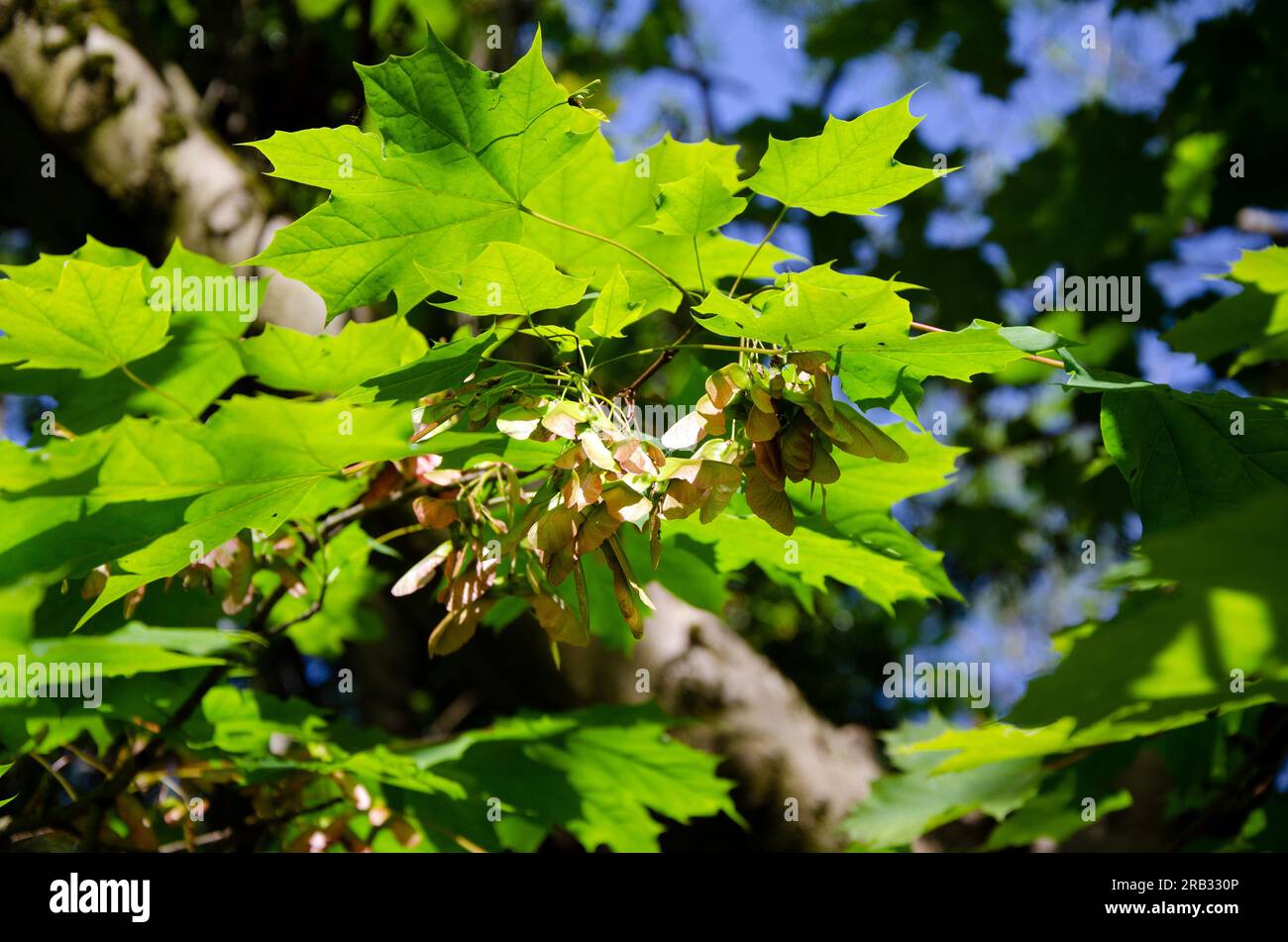 Leaves and seeds or samara of Norway maple. Close up image of Acer ...