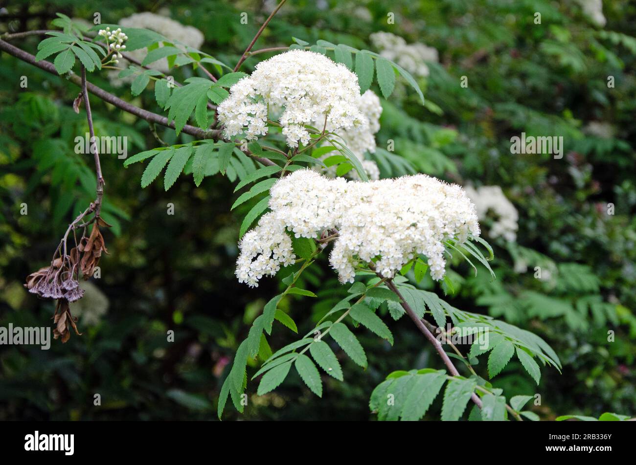 Rowan tree flowers in full bloom. Early spring. Sorbus aucuparia. Close ...
