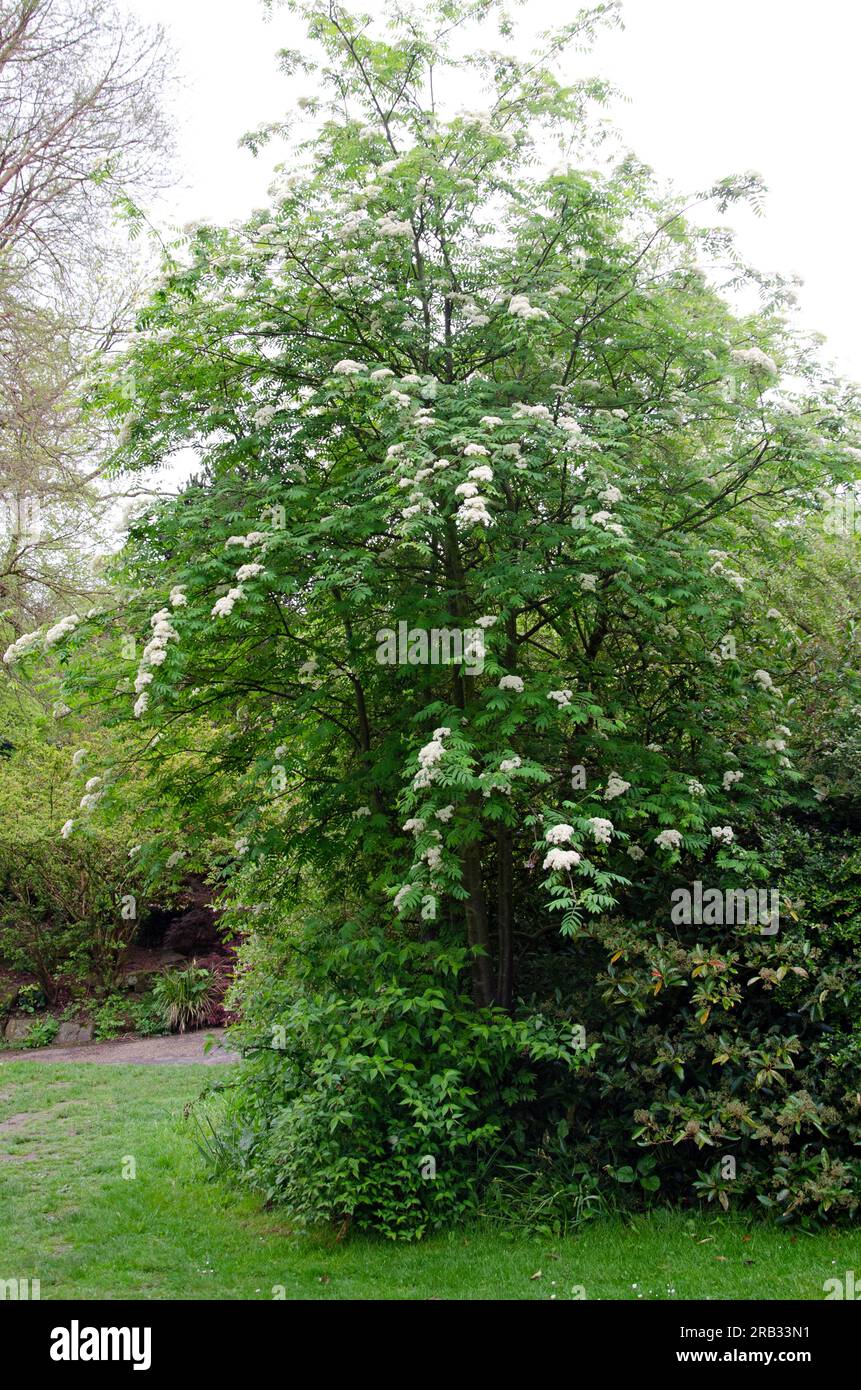 Full frame image of Rowan tree flowers in full bloom. Sorbus aucuparia ...