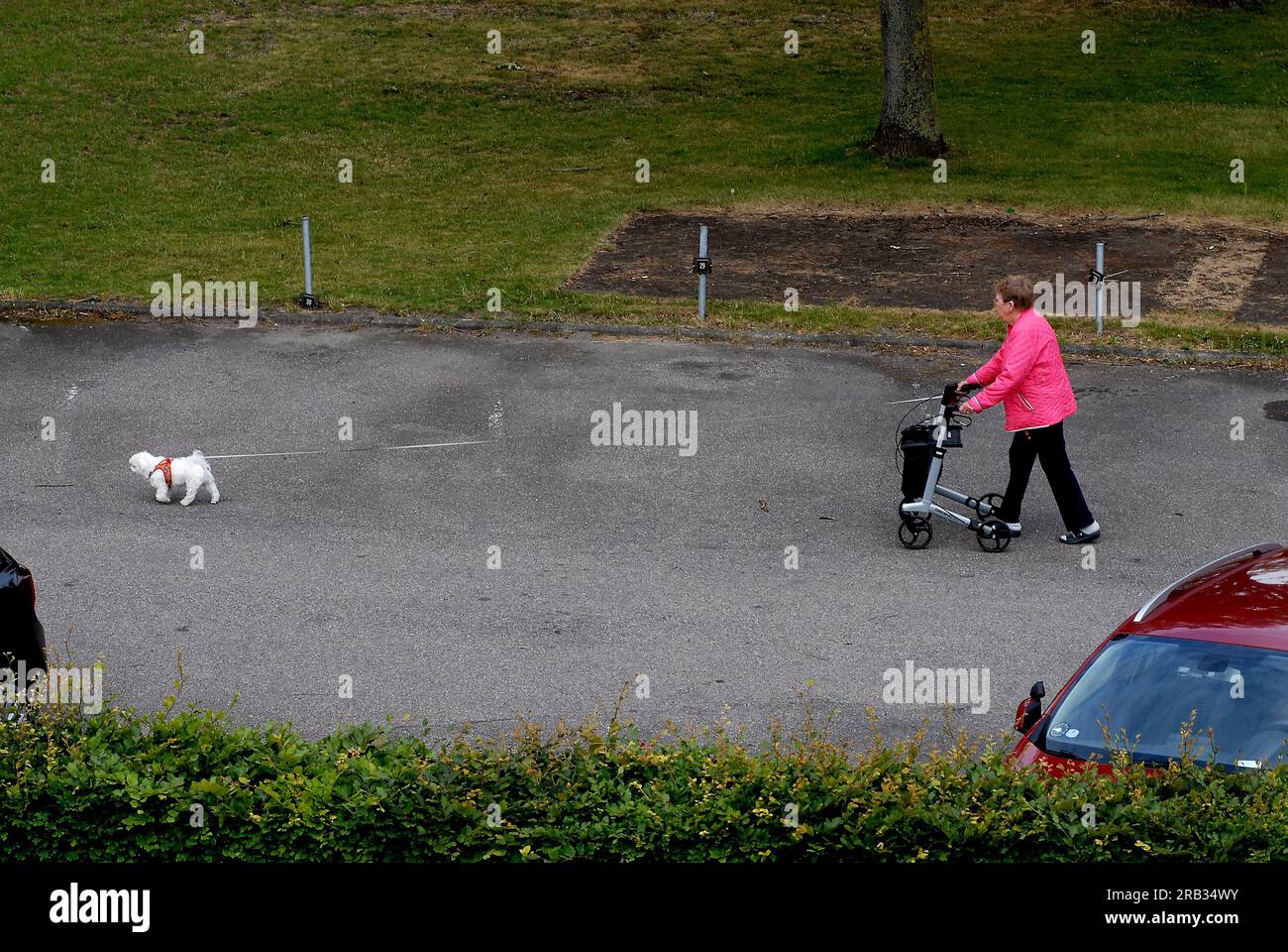 07 July 2023/ Senior citizen female walks pets in Kastrup danish ...