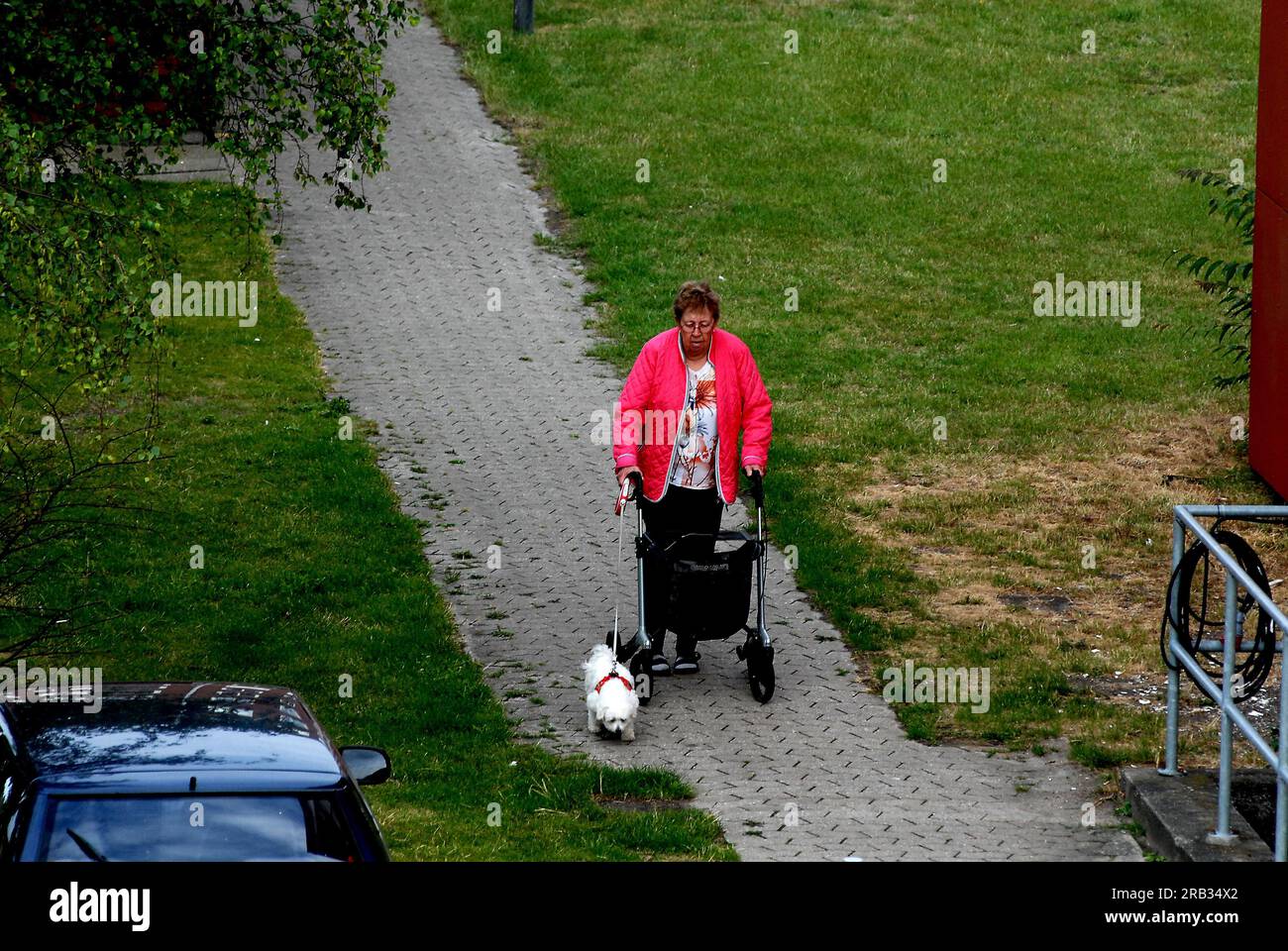 07 July 2023/ Senior citizen female walks pets in Kastrup danish ...