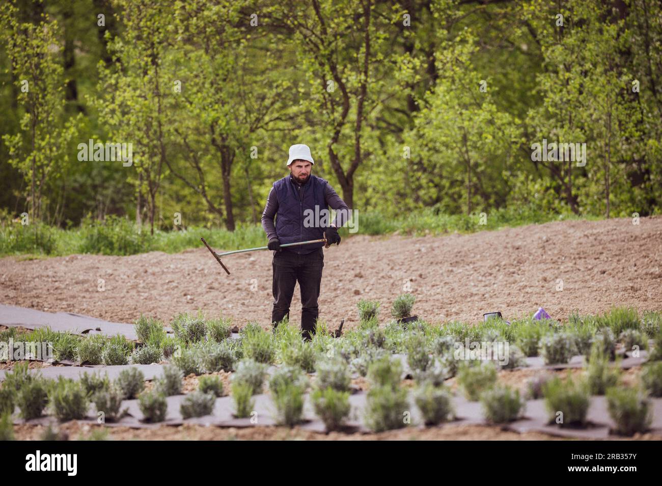 A man hand drills a hole in the ground for a lavender bush, field work ...